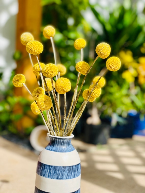 Billy balls flower store