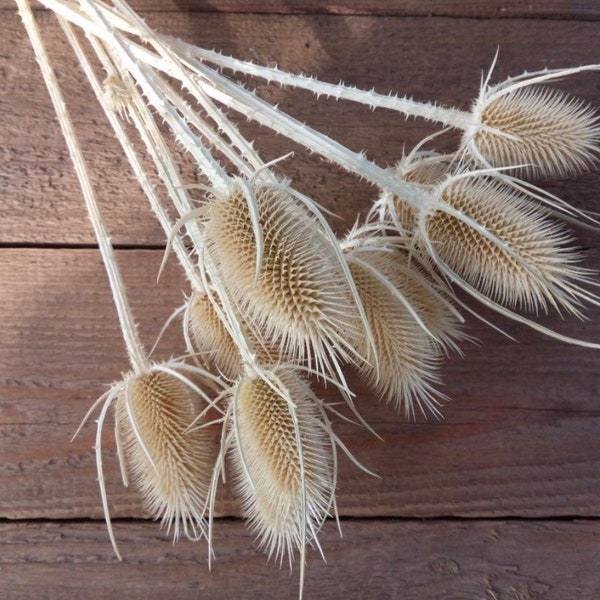 Teasel - Etsy