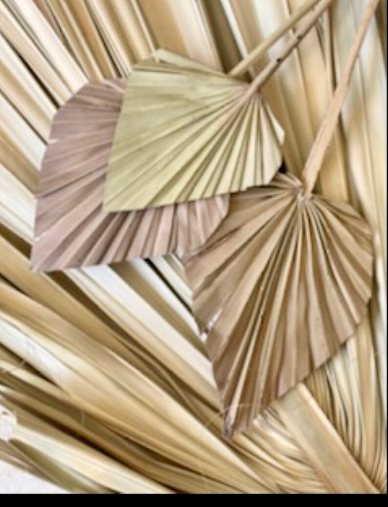 Premium Dried Palm Spear Natural & Bleached Leaves Boho - Etsy