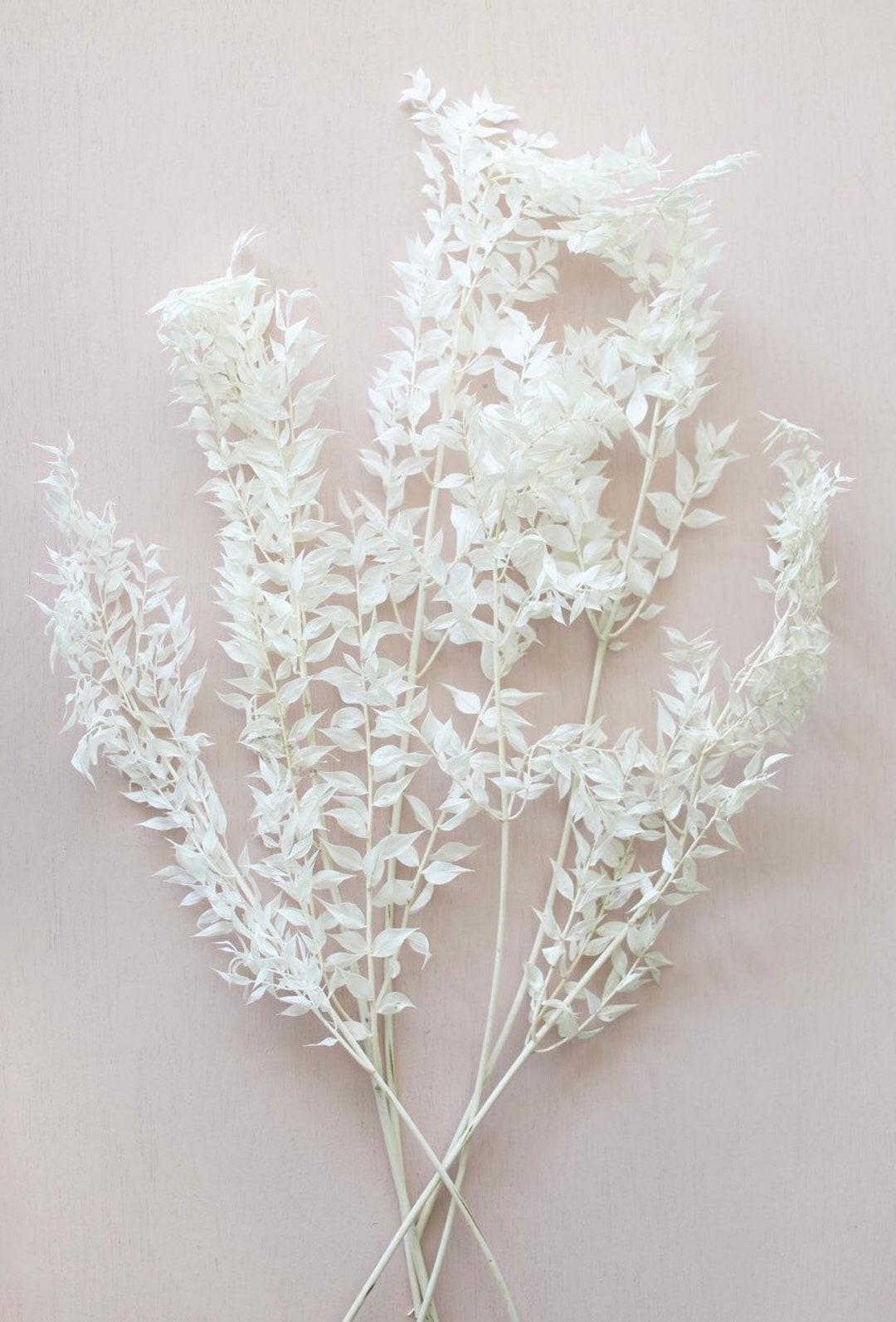 5 Italian White Ruscus | Preserved Dried Flower Stems | Boho Wedding ...