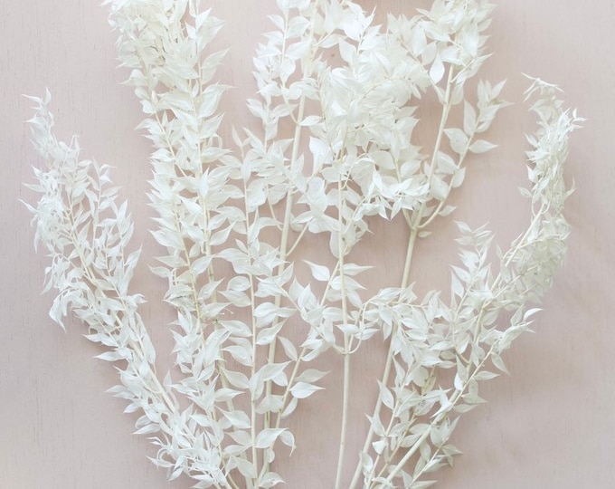 5 Italian White Ruscus | Preserved Dried Flower Stems | Boho Wedding ...