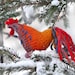 Knitting Pattern for Rooster Toy. Knitted Easter Decorations. - Etsy
