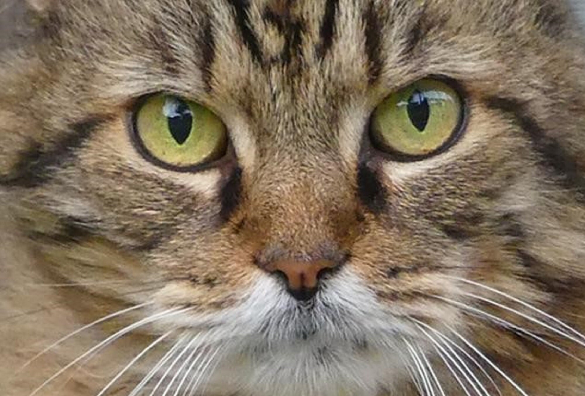 True Love Greeting Card. Meher Baba Quote Card. Valentine's Day ...