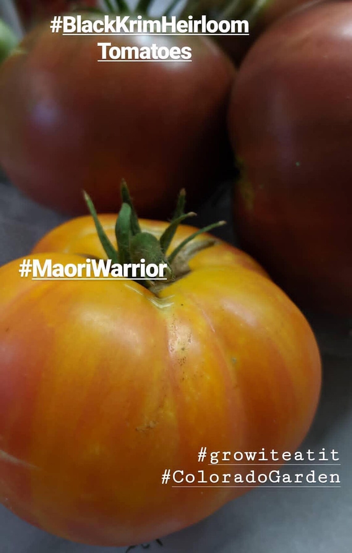Maori Warrior Super Dwarf Tomato Seeds 10, Bi-color Beefsteak. HARD-TO ...