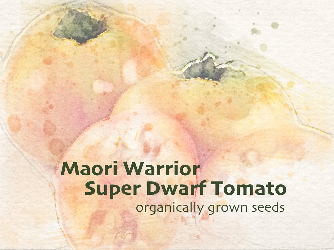 Maori Warrior Super Dwarf Tomato Seeds 10, Bi-color Beefsteak. HARD-TO ...
