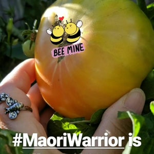 Maori Warrior Super Dwarf Tomato Seeds 10, Bi-color Beefsteak. HARD-TO ...