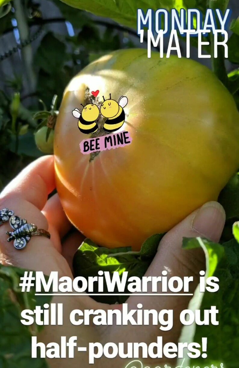 Maori Warrior Super Dwarf Tomato Seeds 10, Bi-color Beefsteak. HARD-TO ...