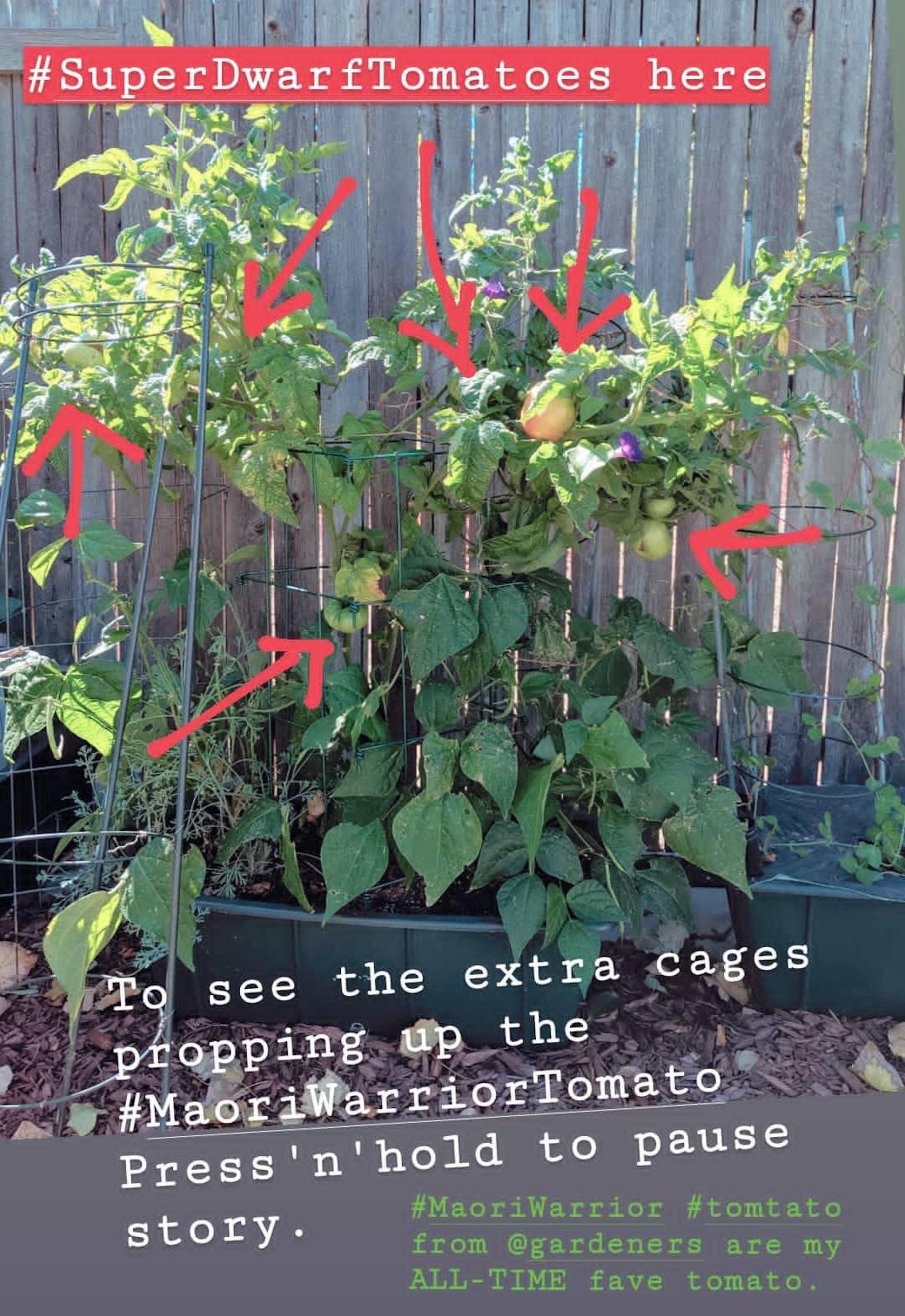 Maori Warrior Super Dwarf Tomato Seeds 10, Bi-color Beefsteak. HARD-TO ...