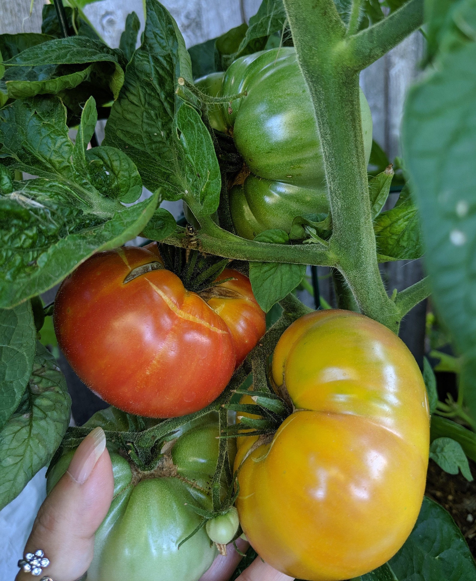 Maori Warrior Super Dwarf Tomato Seeds 10, Bi-color Beefsteak. HARD-TO ...