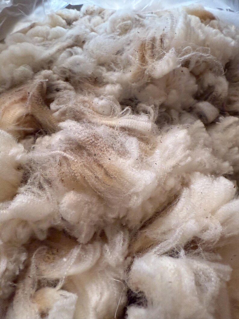 Targhee #6 Raw Wool Fleece From 2025 Shearing. Micron is Under 24 ...