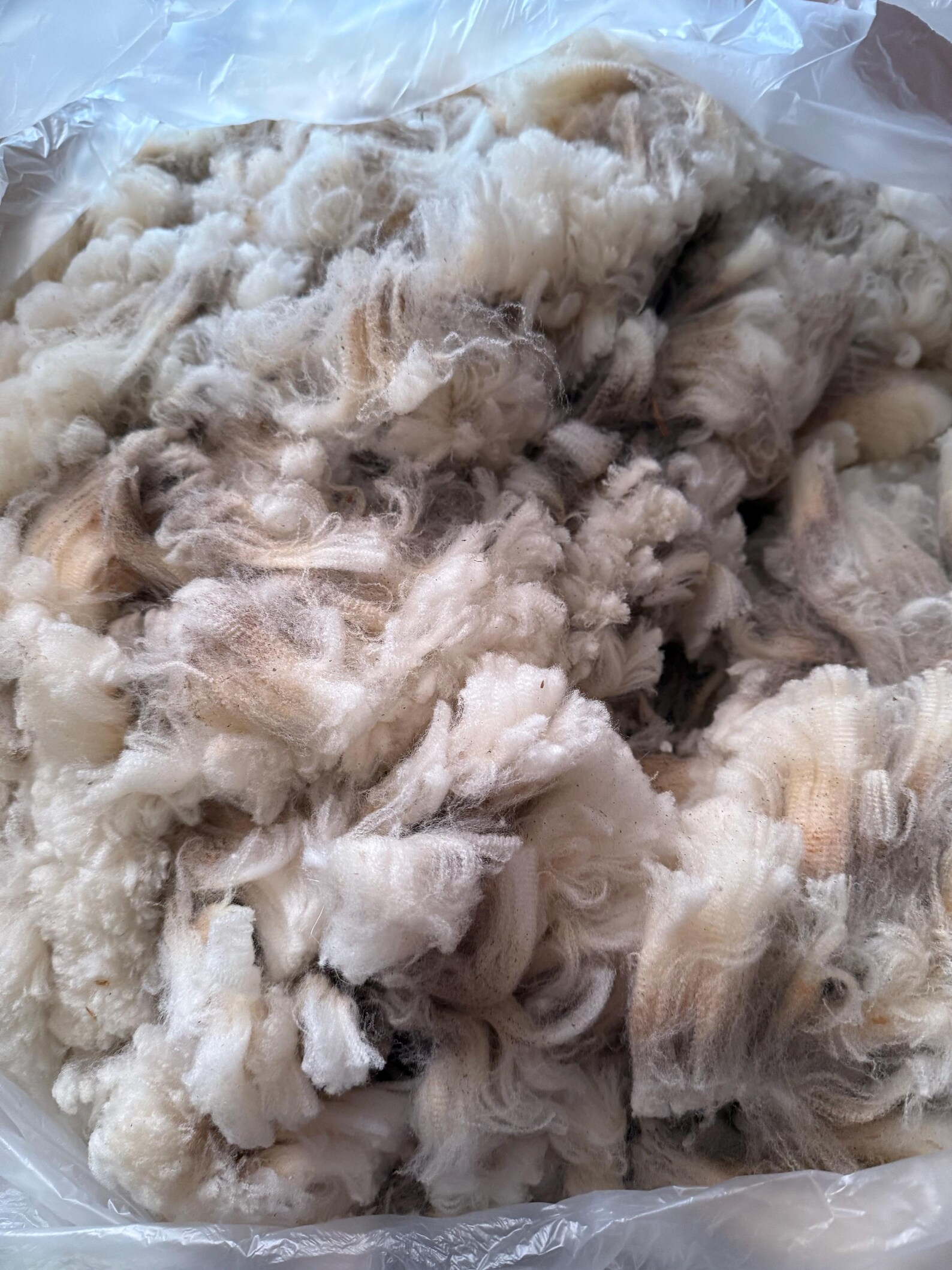 Targhee #6 Raw Wool Fleece From 2025 Shearing. Micron is Under 24 ...