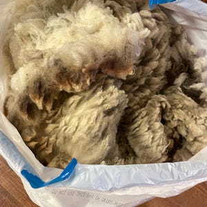 White Texel / Rambouillet Cross Lamb Fleece With Brown Spot 2025 #57 ...