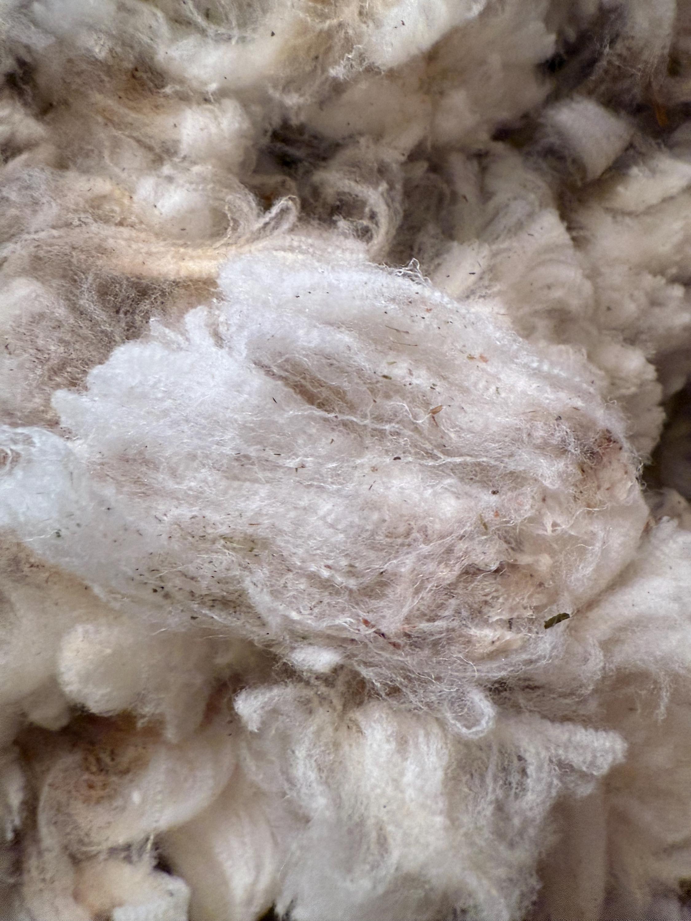 Targhee #6 Raw Wool Fleece From 2025 Shearing. Micron is Under 24 ...