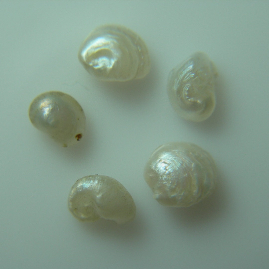 5 Very Rare Natural MISSISSIPPI River Pearls Baroque SNAIL - Etsy