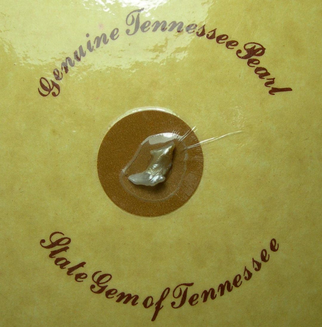 Rare NATURAL Tennessee River Pearl on Vintage Souvenir Card Genuine ...