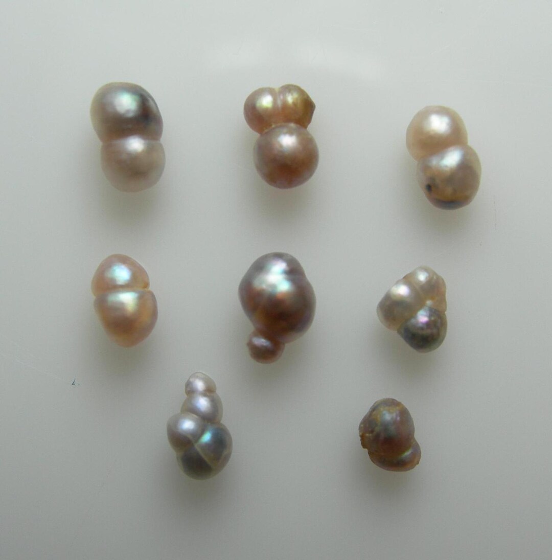 8 Rare NATURAL PEARLS Sea of Cortez Baja Mexico Genuine Saltwater ...
