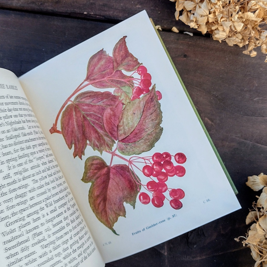 Nature Rambles by Edward Step Autumn to Winter Illustrated Nature ...