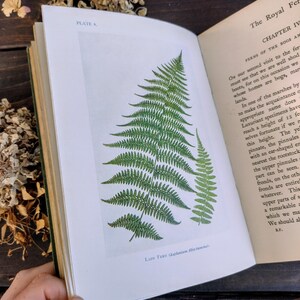 Victorian British Ferns, Club Mosses and Horsetails - Antique Book ...