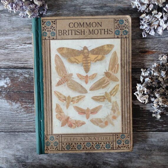 Guide to Common British Moths Vintage Book Illustrated - Etsy