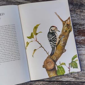 British Bird Guide Vintage Book birdwatchers Gift-nature Book nature ...