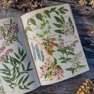 Garden Flowers Shrubs Book - Botanical Book - Watercolour Artist ...