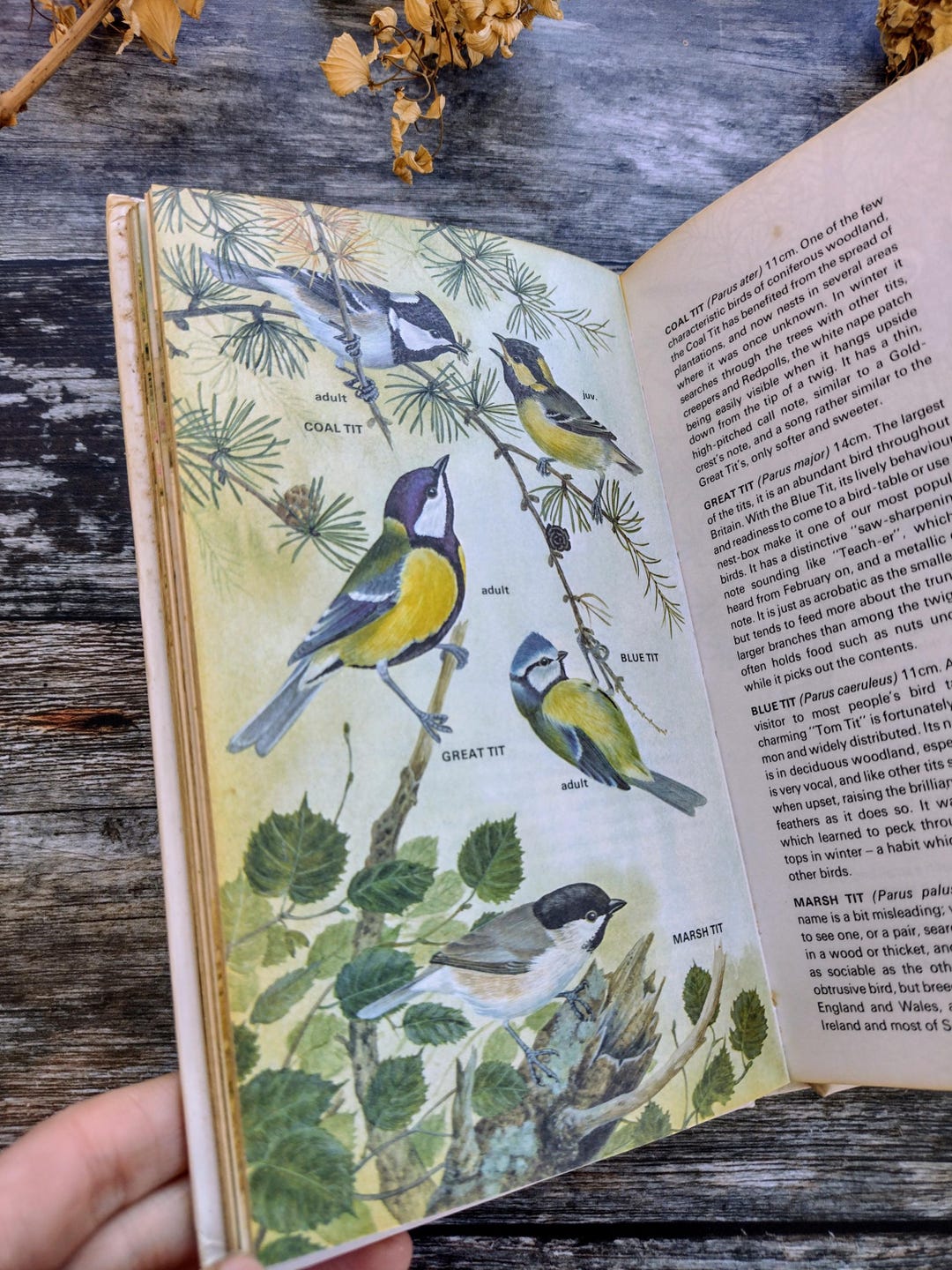 Handbook to British Birds - Illustrated Bird Book - Etsy