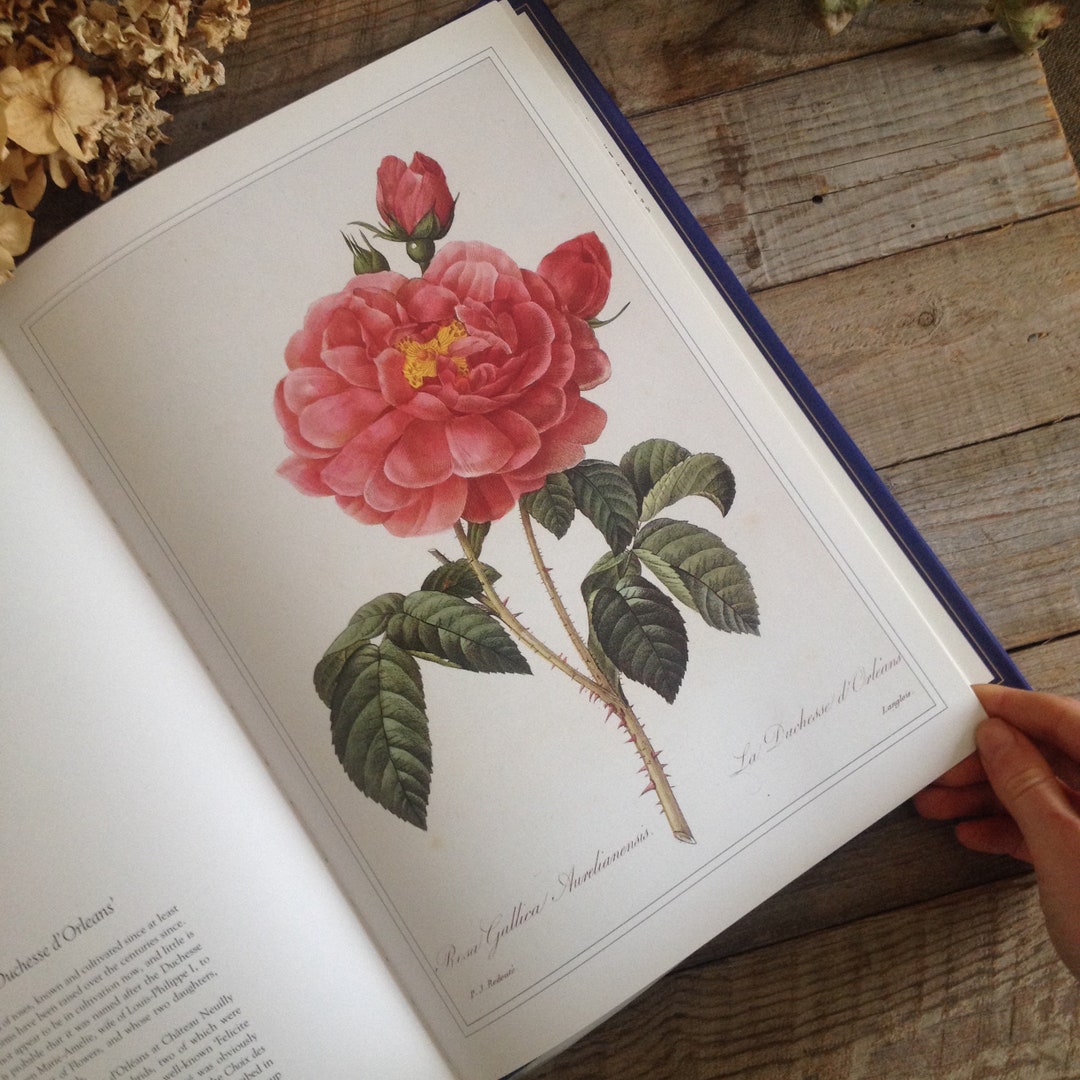 Redoute Vintage Book - Flower Book - Watercolour Artist - Painting Book ...