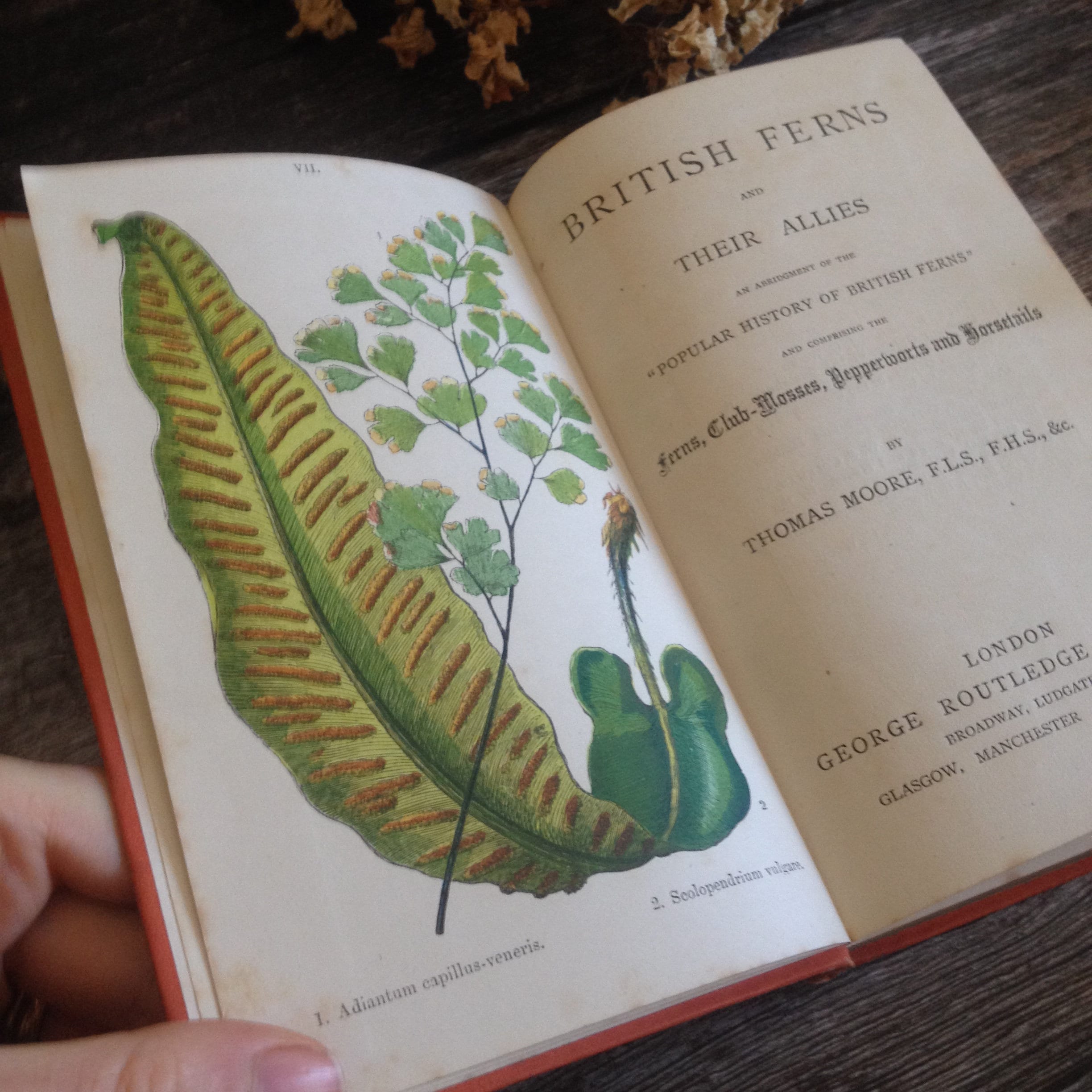 Victorian British Ferns and Their Allies Antique Book Fern | Etsy