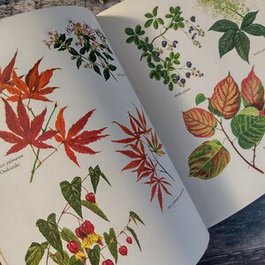 Garden Flowers Shrubs Book - Botanical Book - Watercolour Artist ...