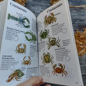 Guide to the Seashore Book - Natural History - Watercolour Artist Gift ...