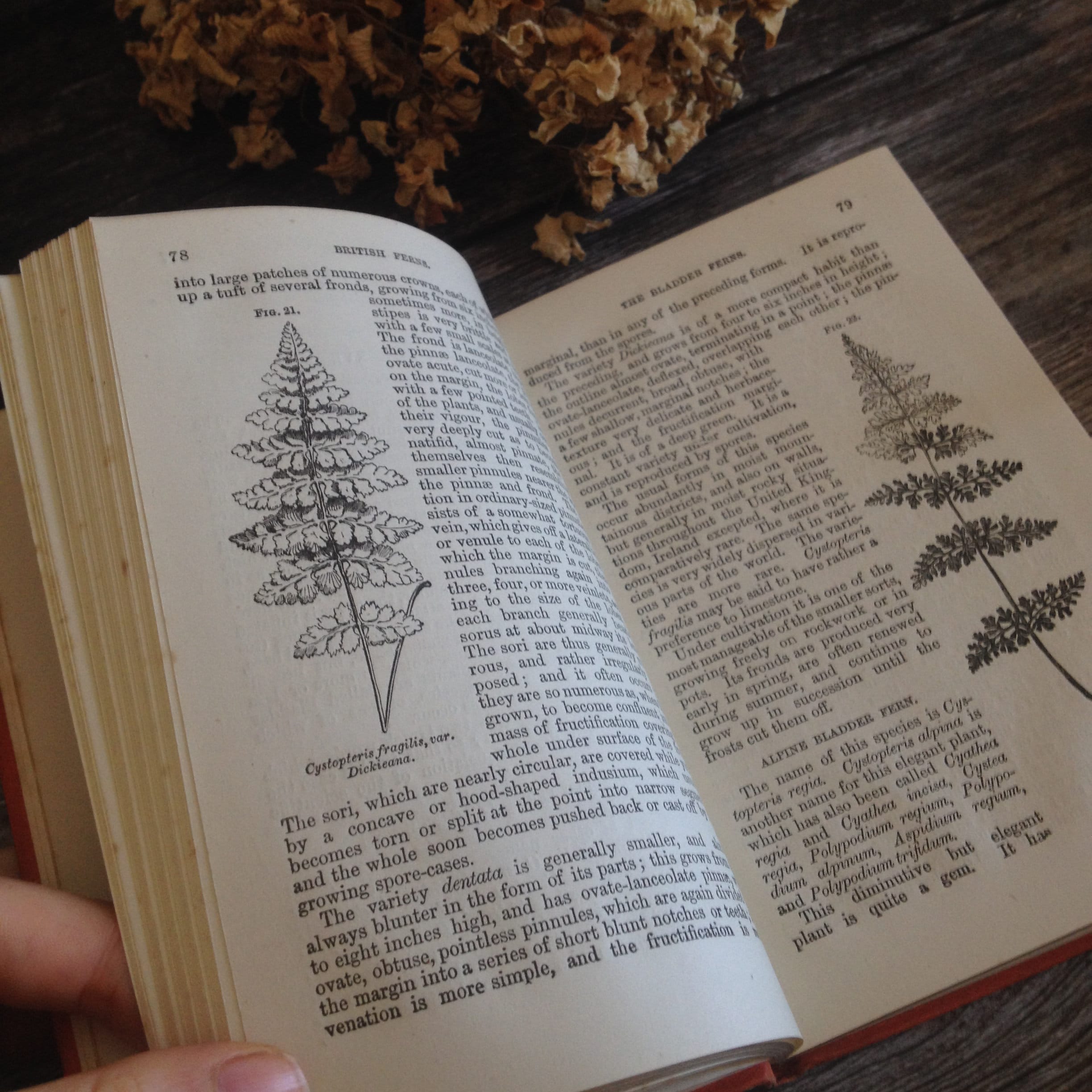 Victorian British Ferns and Their Allies Antique Book Fern | Etsy