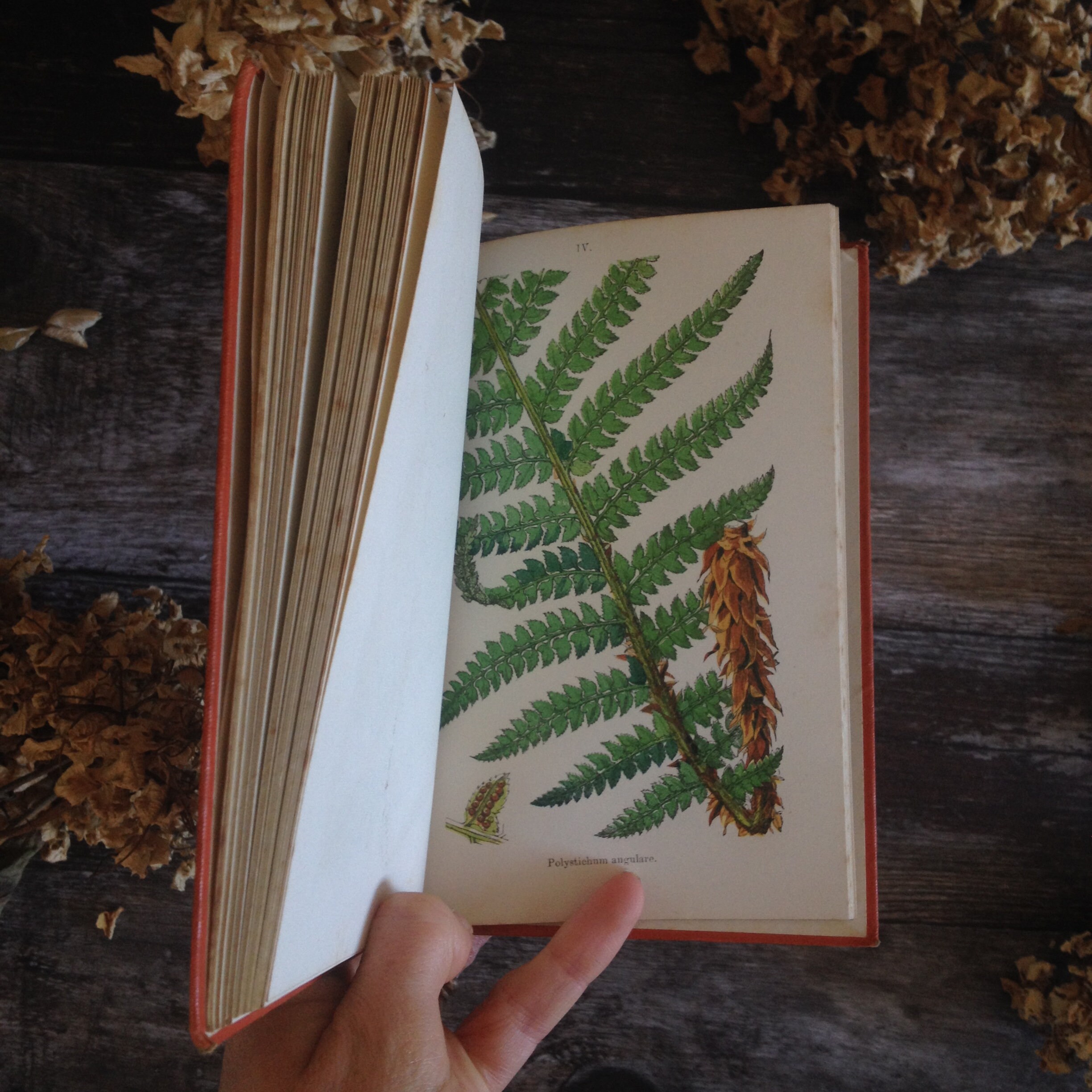 Victorian British Ferns and Their Allies Antique Book Fern | Etsy