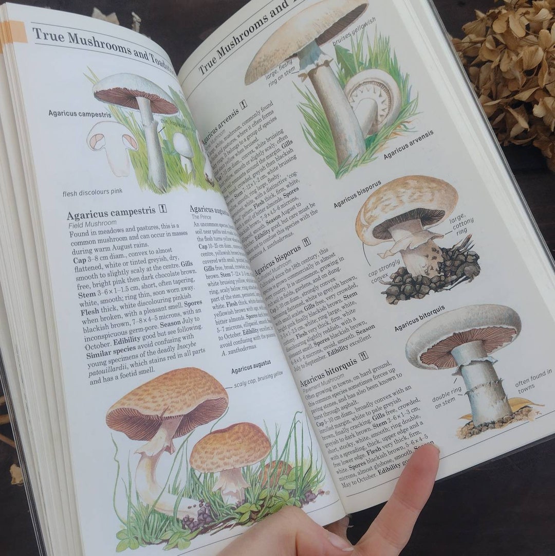 Guide to Mushrooms & Toadstools Vintage Book Watercolour - Etsy