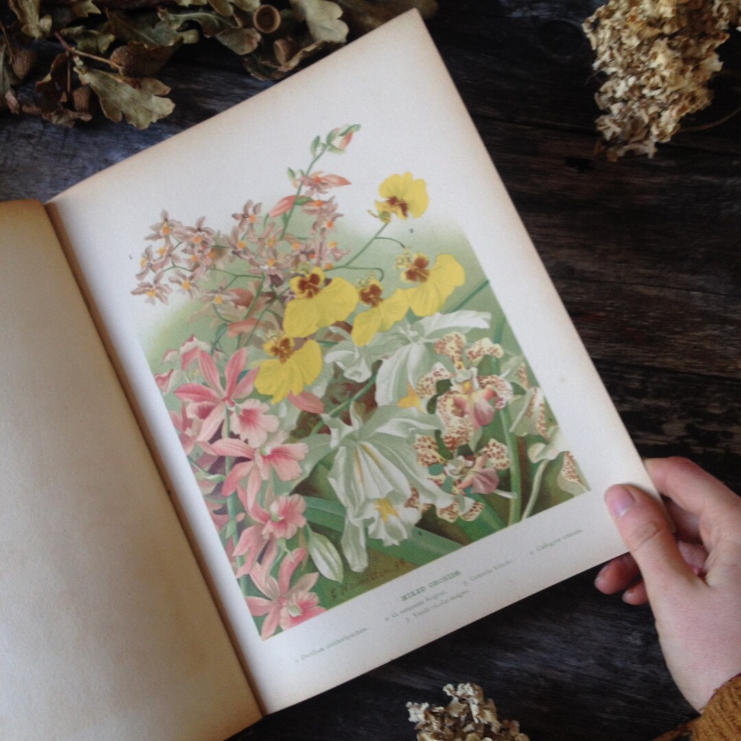 Victorian Garden Flower Growers Guide Vintage Book Volume 5 Illustrated ...