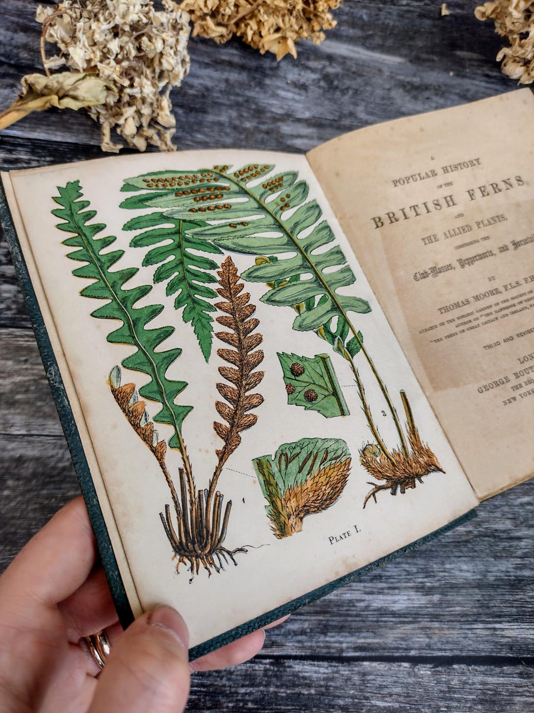 Victorian British Ferns by Thomas Moore Antique Book Illustrated Fern ...