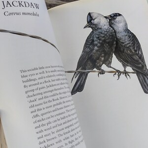 British Bird Guide Vintage Book birdwatchers Gift-nature Book nature ...