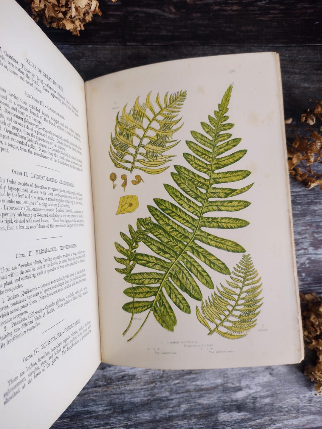 Victorian Ferns Illustrated Anne Pratt Antique Flowers - Botanical ...