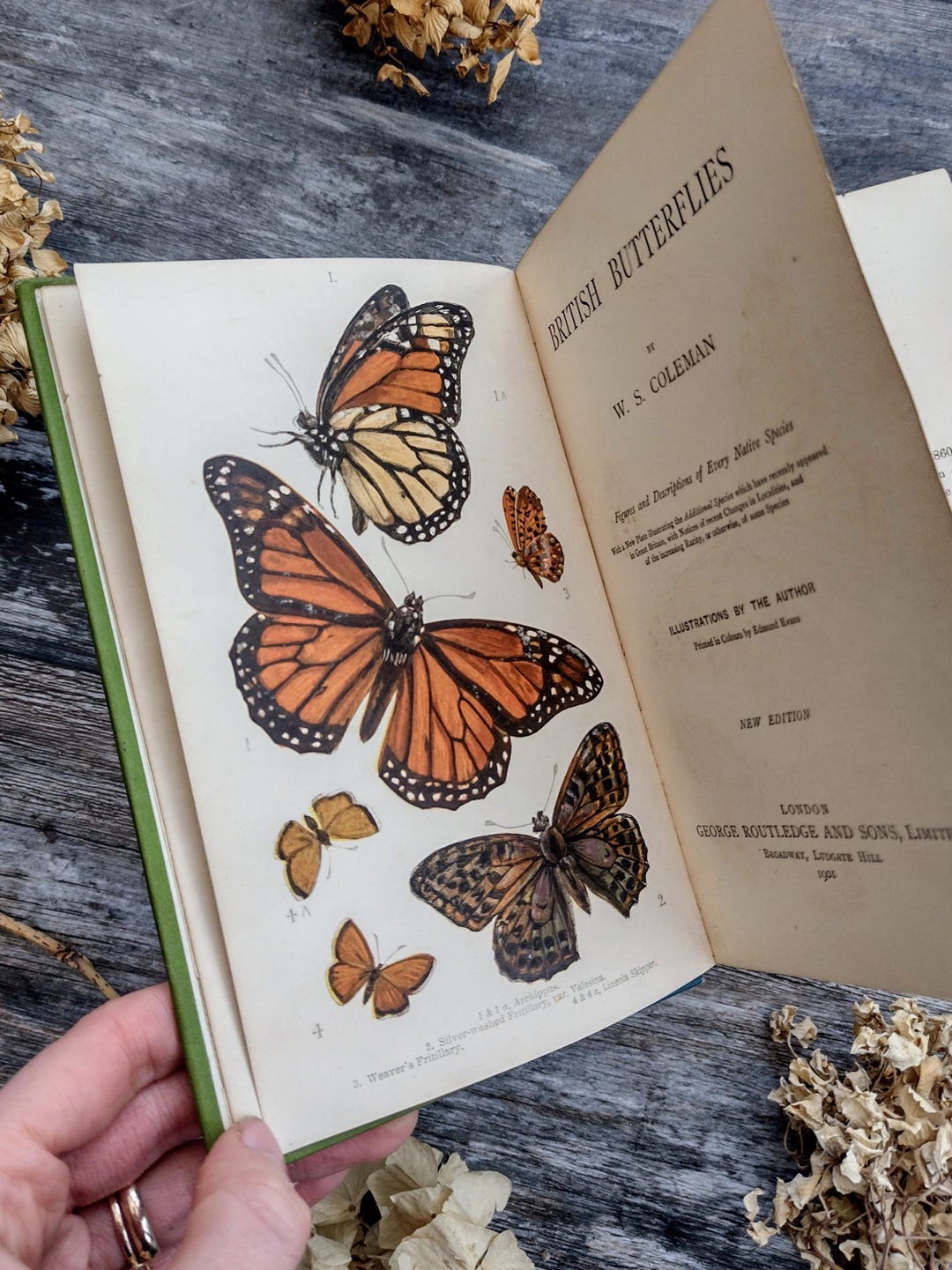Antique Victorian Butterflies Guide 1901 - Vintage Book by W S Coleman ...