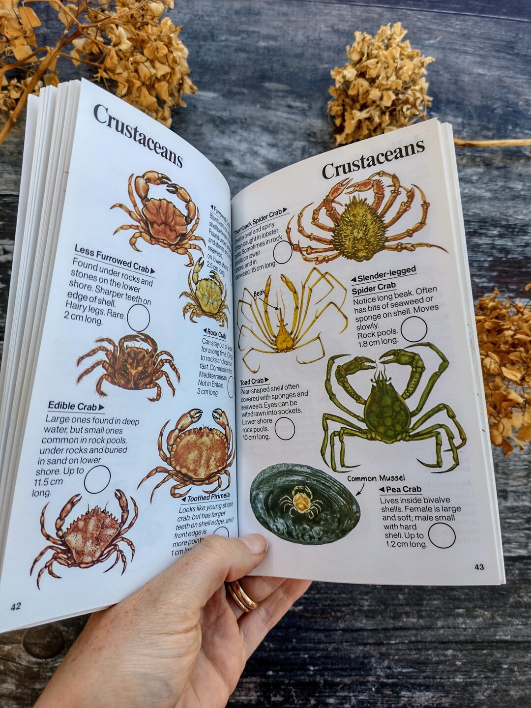 Guide to the Seashore Book - Natural History - Watercolour Artist Gift ...