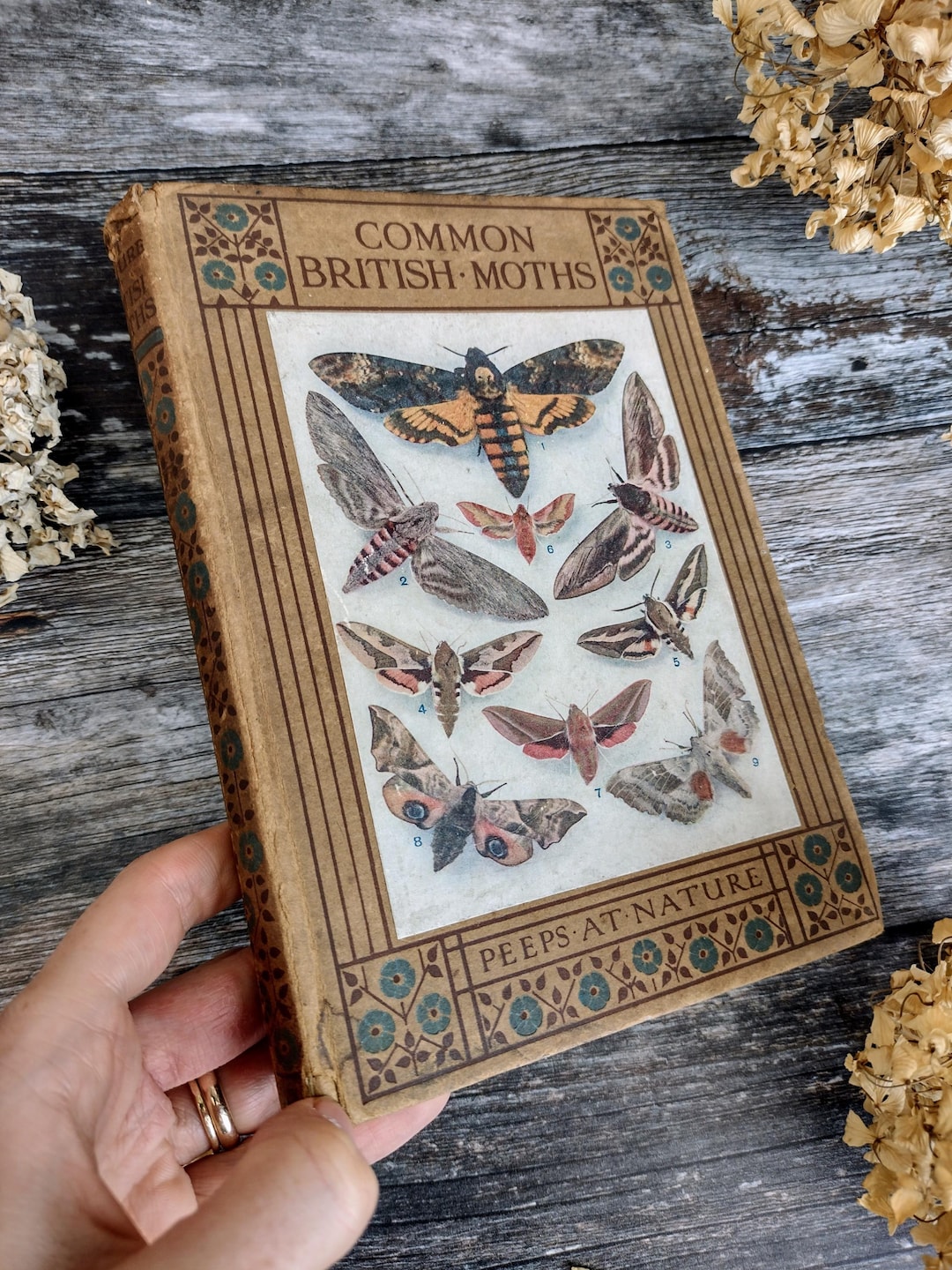 RARE Vintage British Moths Nature Book Collectable Natural History ...