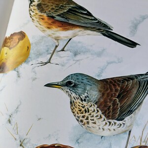 British Bird Guide Vintage Book birdwatchers Gift-nature Book nature ...