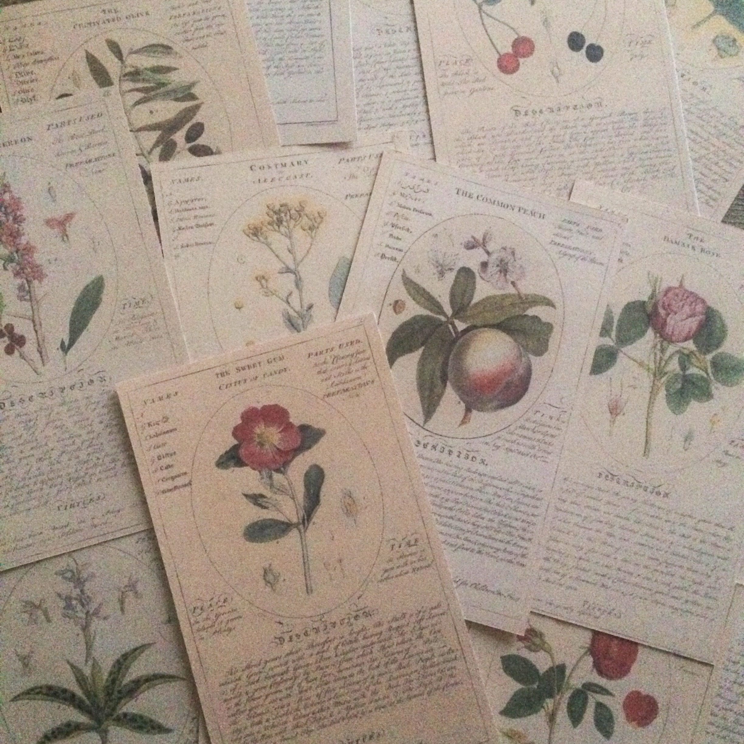 Paper, Party & Kids Botanical Paper Ephemera Pack Materials etna.com.pe