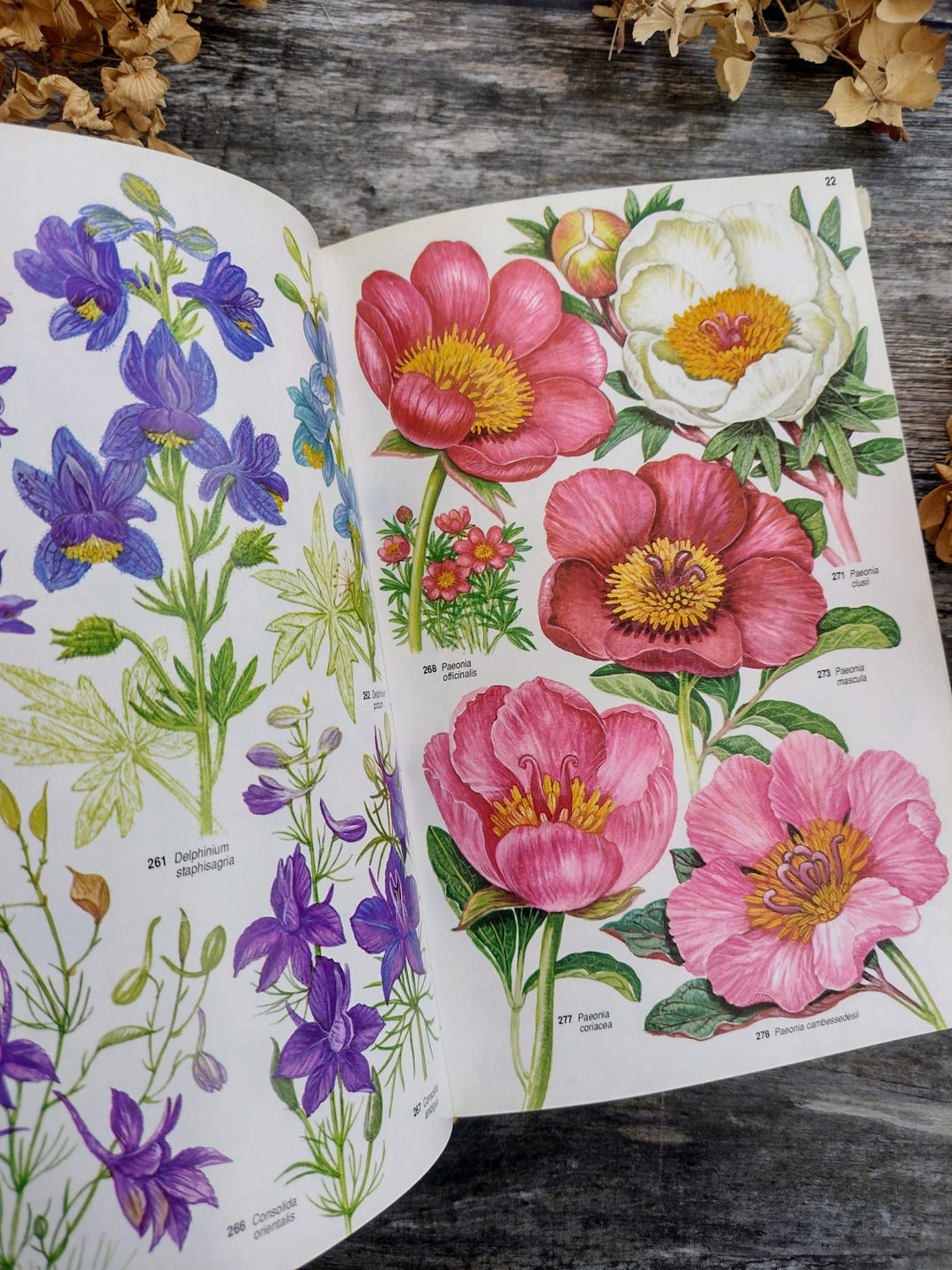 RARE Mediterranean Wildflower Book - Botanical Book - Watercolour ...