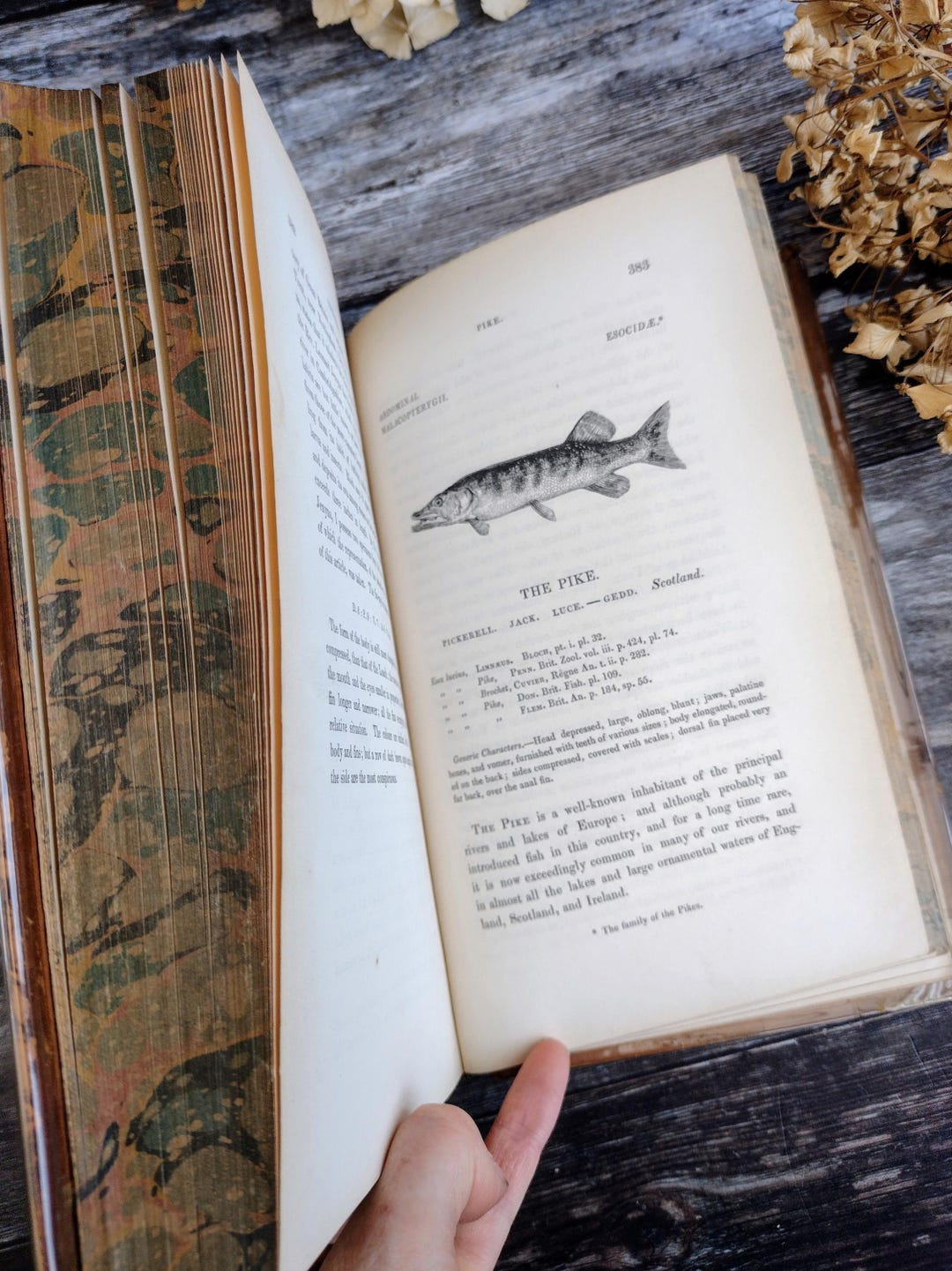 1836 History of British Fishes Book: Illustrated Antiquarian ...