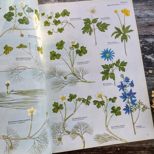 HUGE Wildflowers Botanical Art Vintage Book - Flower Book - Etsy