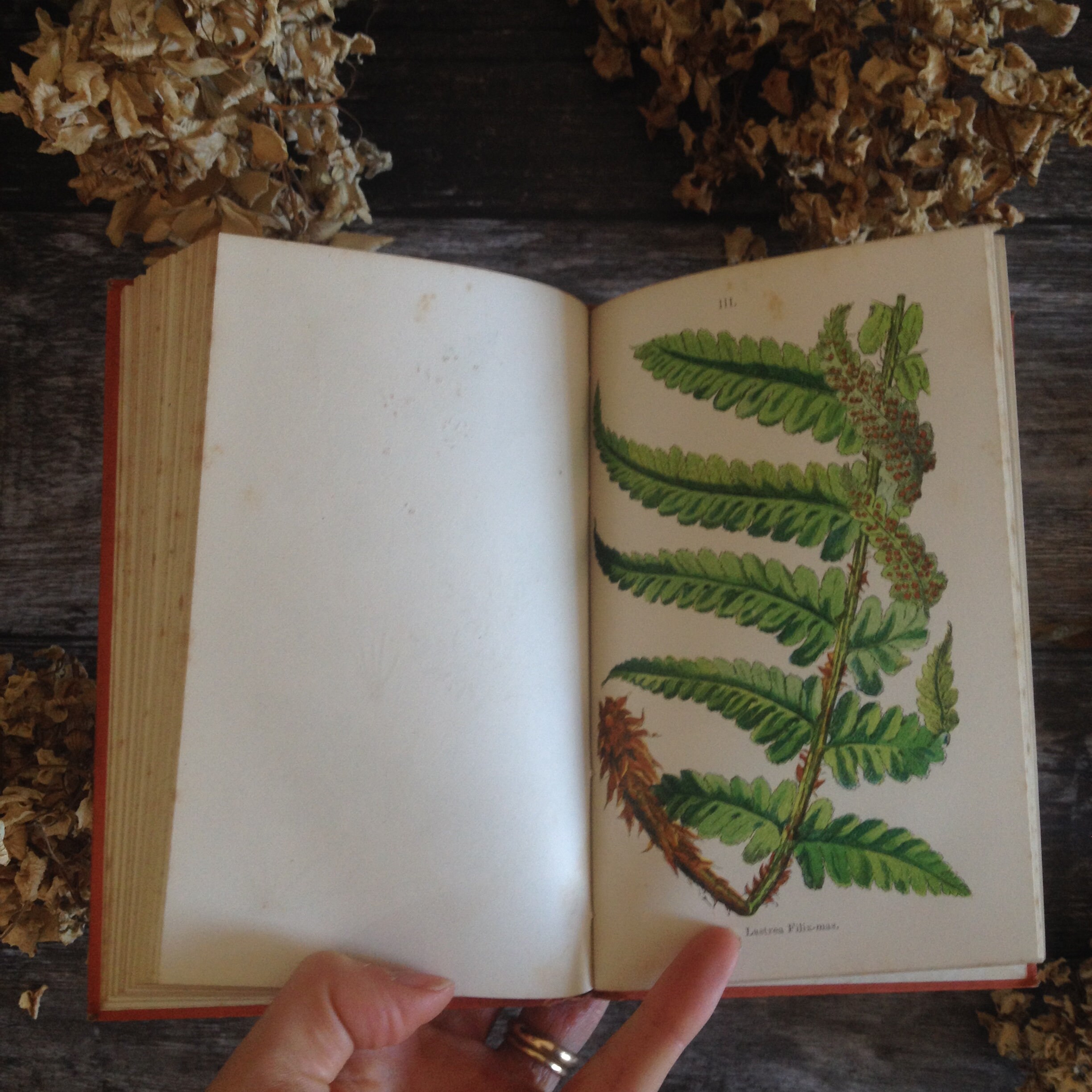 Victorian British Ferns and Their Allies Antique Book Fern | Etsy