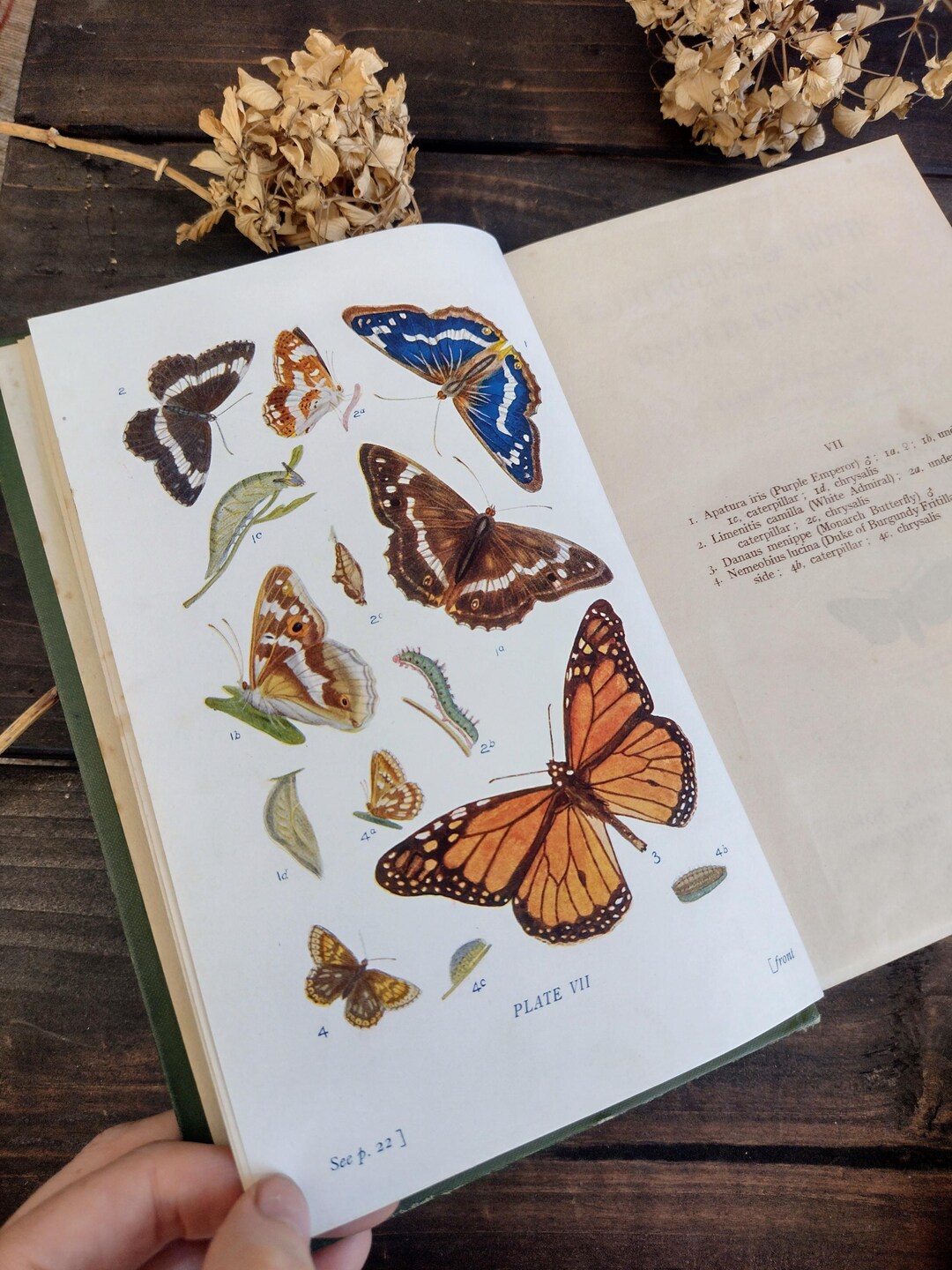 Antique Illustrated Butterflies Guide - Vintage Book by Kirby - Etsy