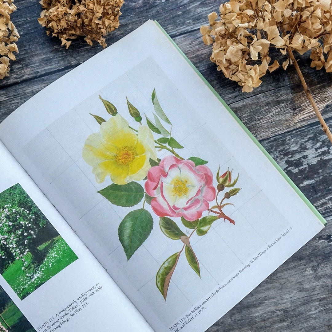 Rose Book Flower Book Watercolour Artist Painting Book Flower Book ...