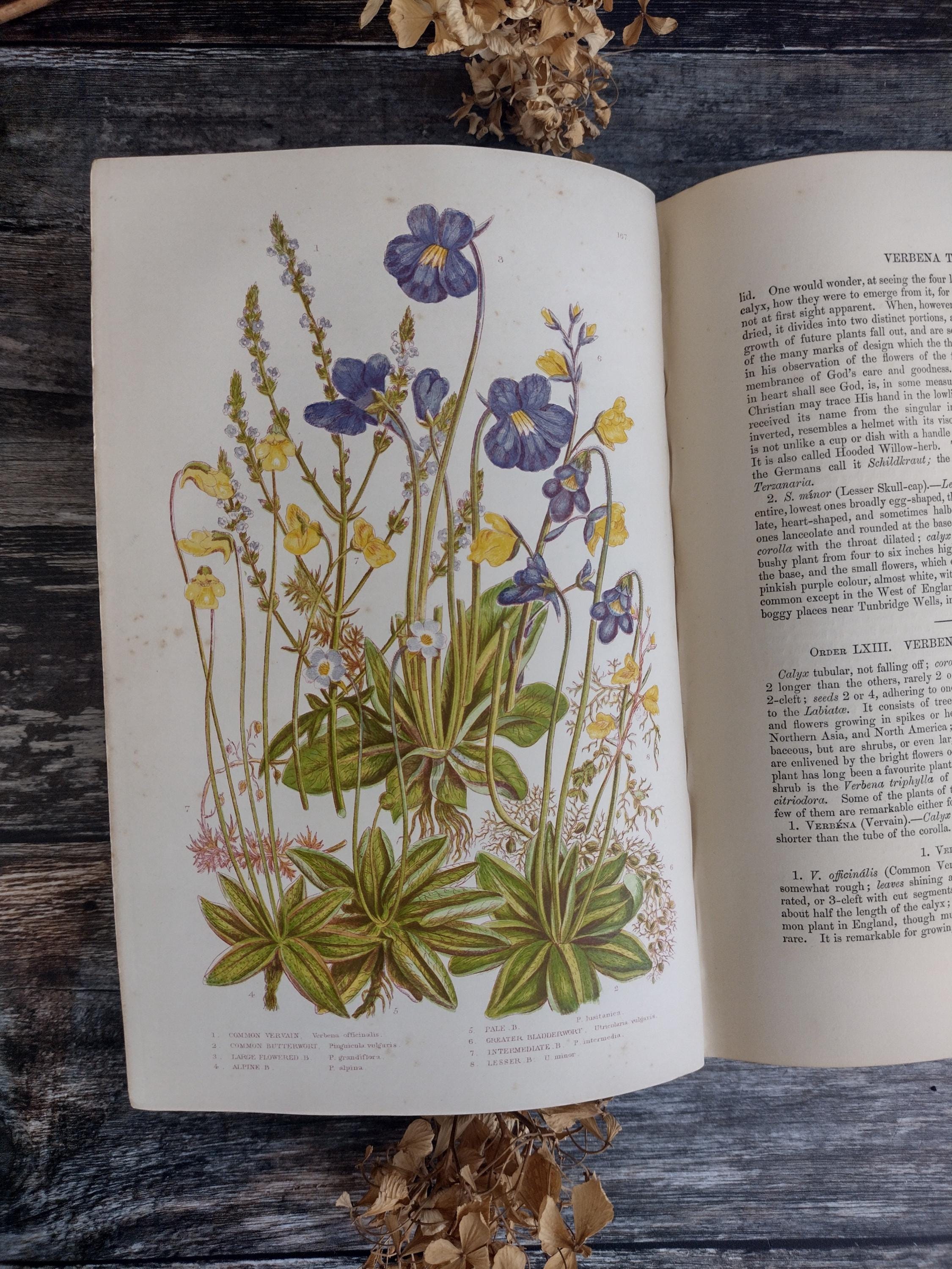 Victorian Flowering Plants Illustrated Anne Pratt Antique Flowers ...