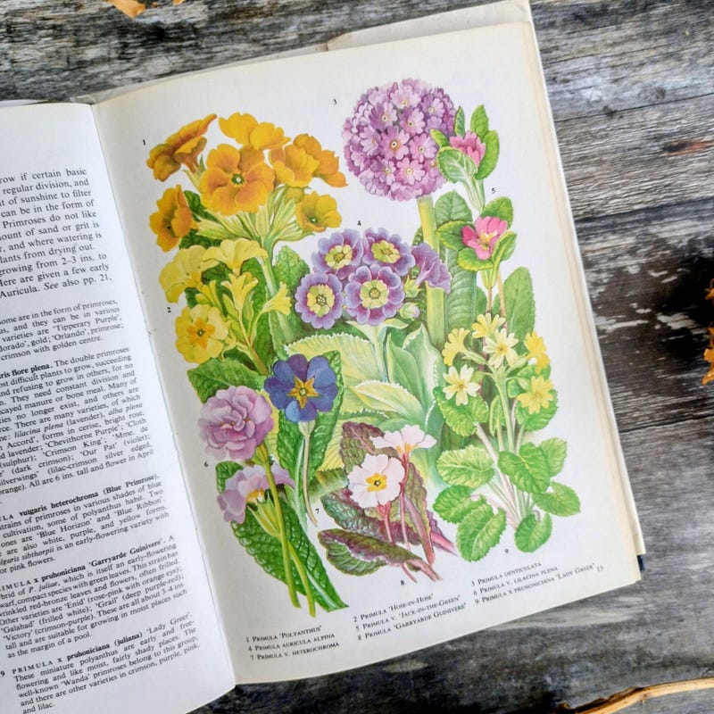 owlandwallflower - Etsy